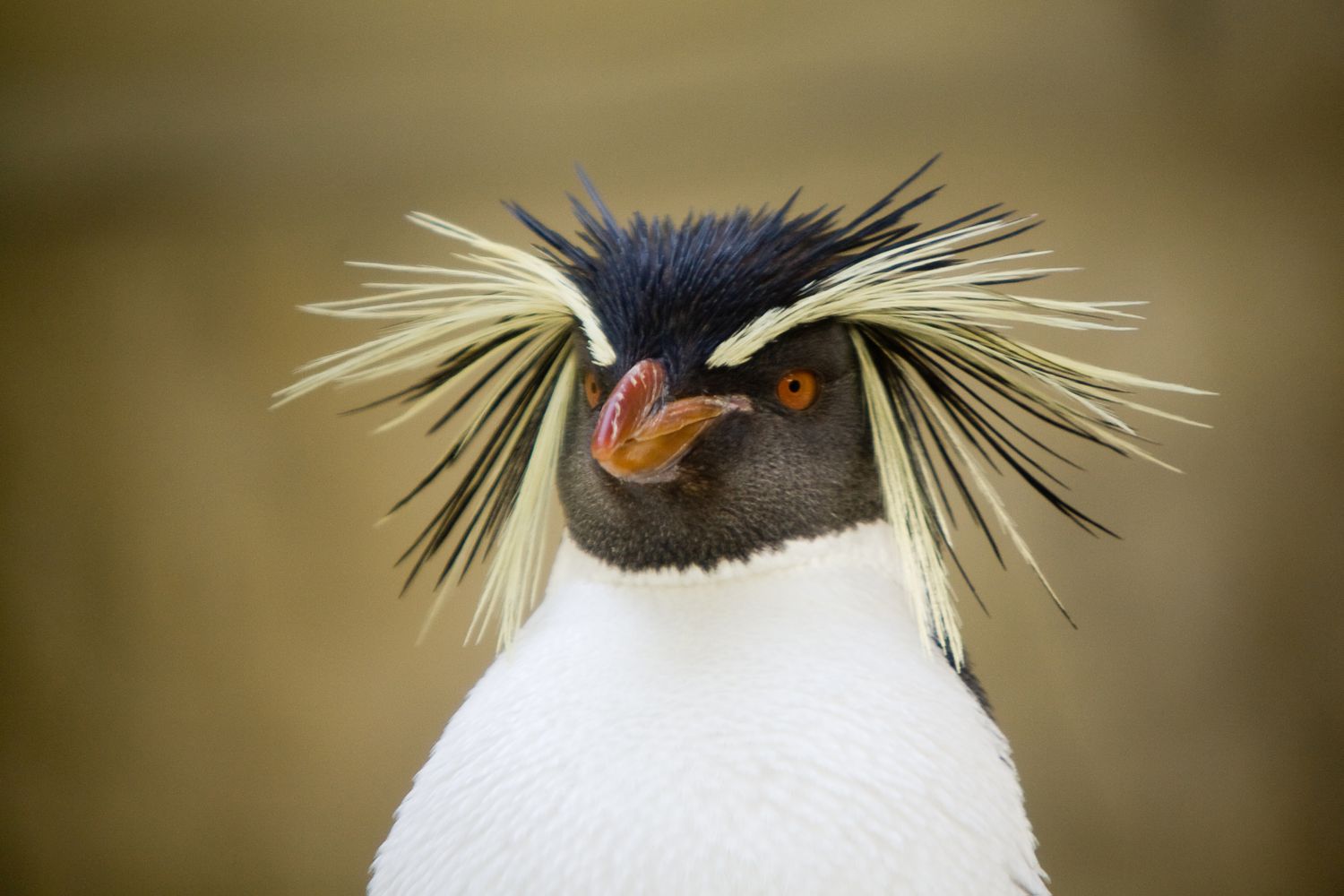 Penguin Without Feathers : Unveiling the Vulnerable Beauty - On Leaves